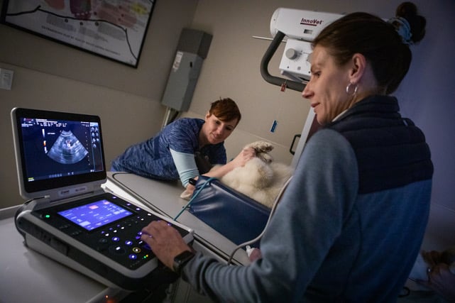 How to Properly Prepare for a Veterinary Ultrasound Exam